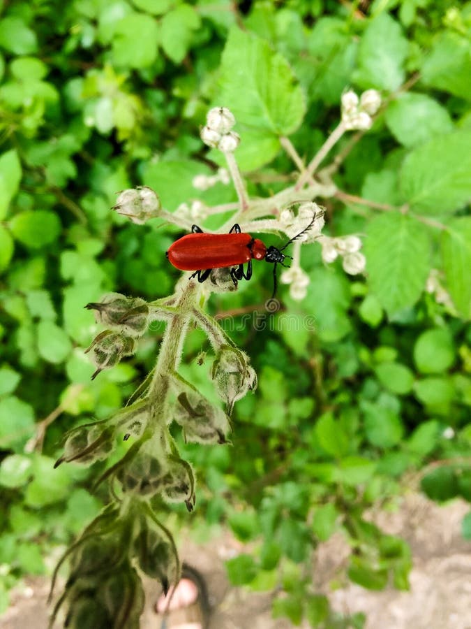 Vertical Shot of a Scarlet Lily Beetle on a Plant Outdoors Stock Image ...