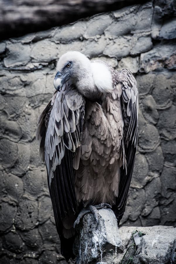 Vertical Shot Of A Scary, Powerful And Gray Feathered Vulture Standing ...