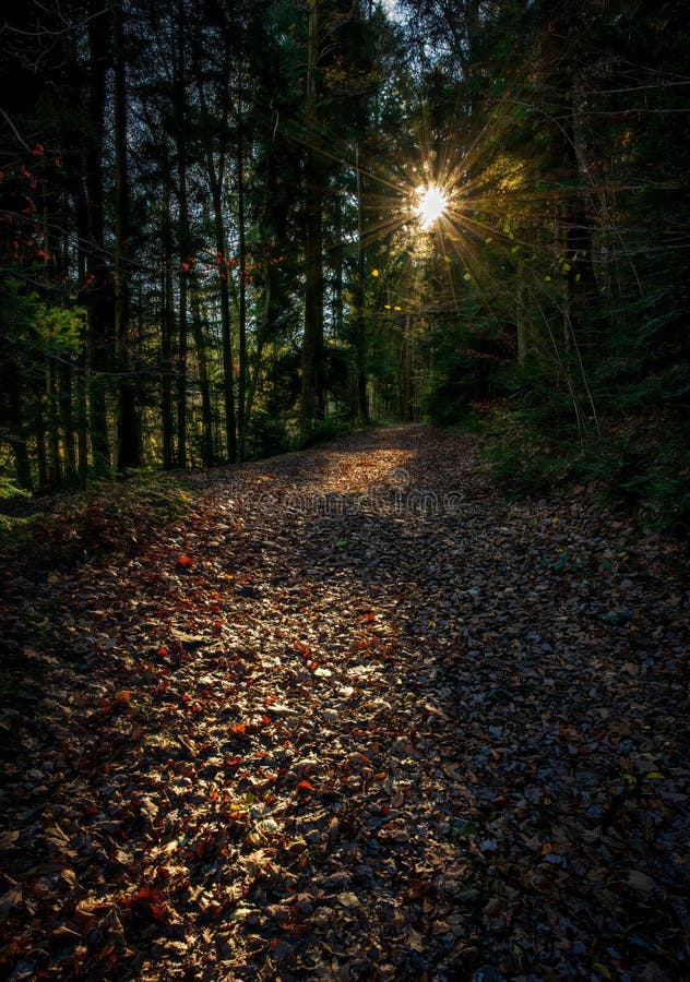 Vertical Shot of a Scenic Outdoor Pathway Lined with Tall Trees ...