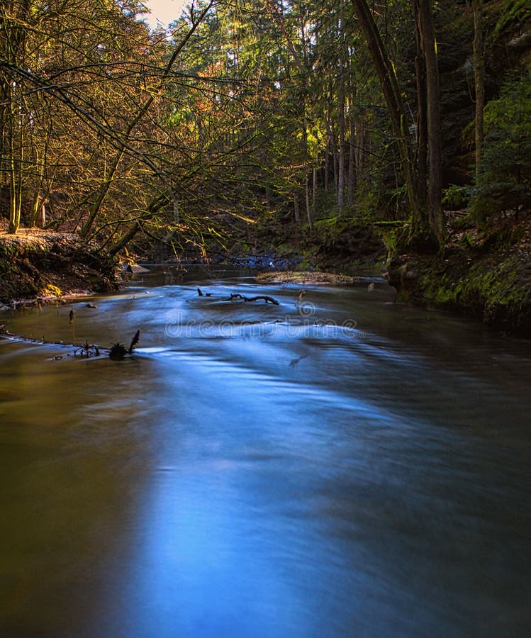 Vertical Shot of a Scenic River in a Forest Surrounded by Trees on Its ...