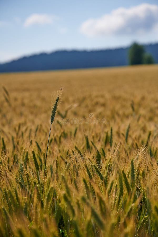 Vertical Shot of a Scenic Wheat Field with a Skyline in the Background ...