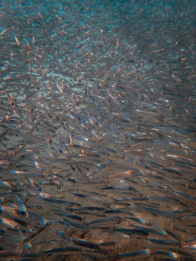 Vertical Shot of a School of Silver Fish in the Sea Stock Photo - Image ...