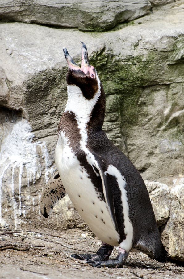 Vertical Shot of a Screaming Humboldt Penguin at the Zoo. Stock Photo ...