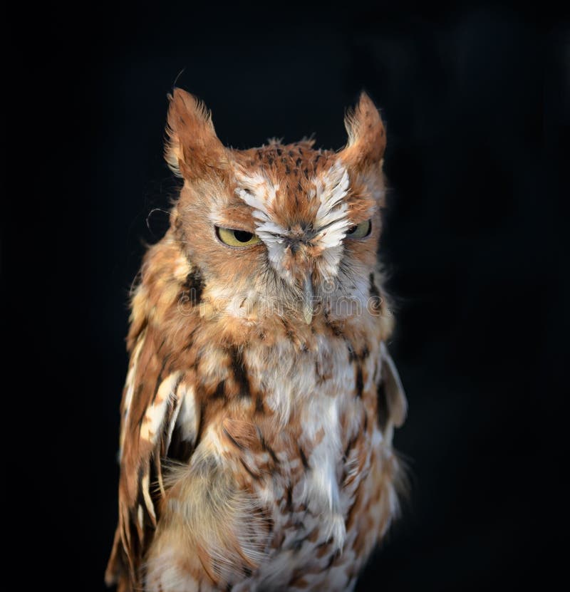 Vertical Shot of a Screech Owl on a Black Background Stock Image ...
