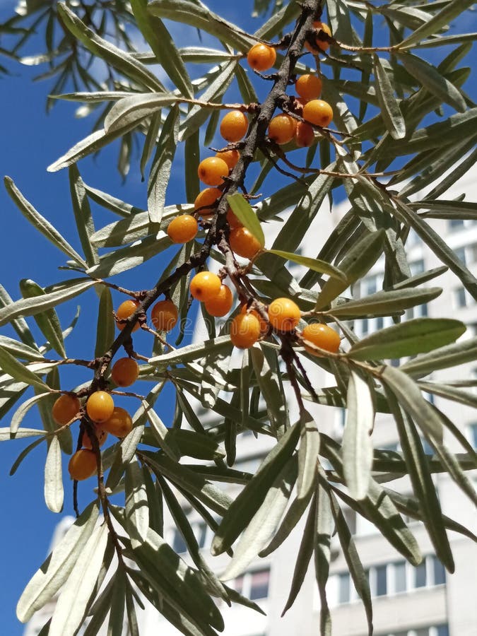 Vertical Shot of Sea Buckthorns Growing on a Tree Stock Photo - Image ...