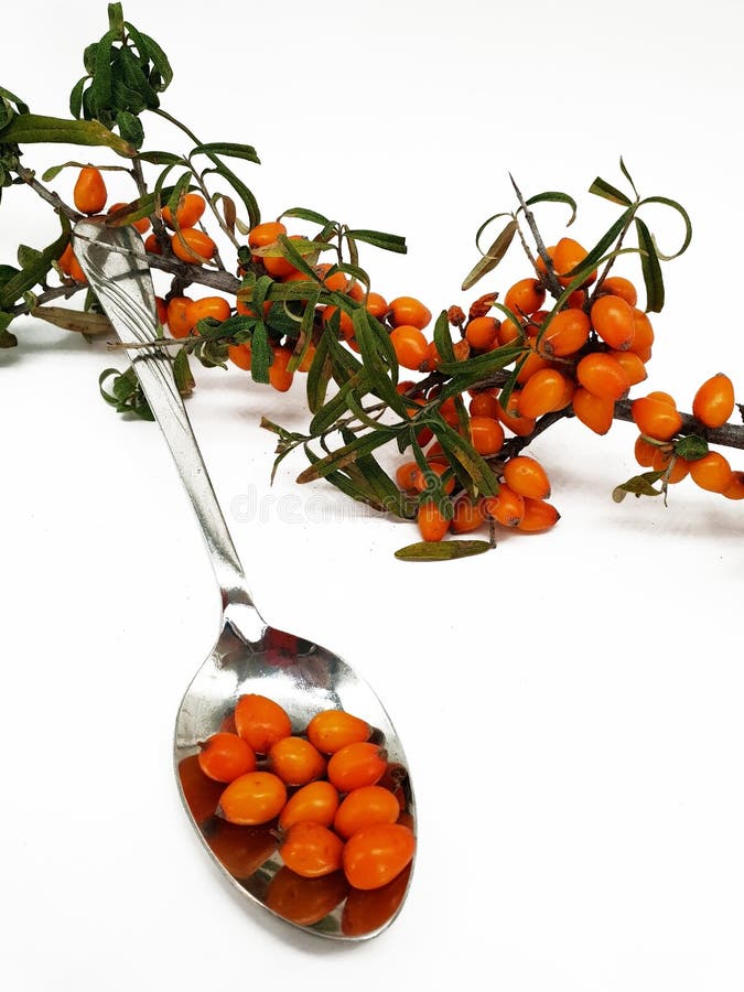 Vertical Shot of Sea Buckthorns on White Background Stock Photo - Image ...
