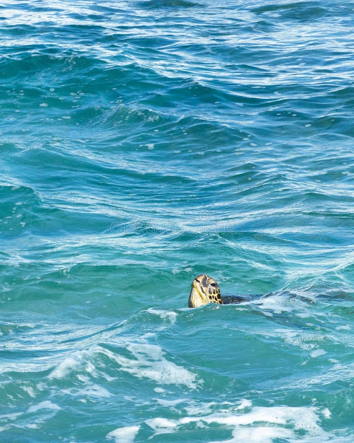 Vertical Shot of a Sea Turtle in the Sea Stock Photo - Image of animal ...