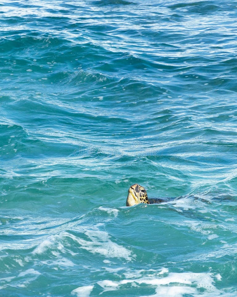 Blue Vertical Beach Ocean Turtle Stock Photos - Free & Royalty-Free ...