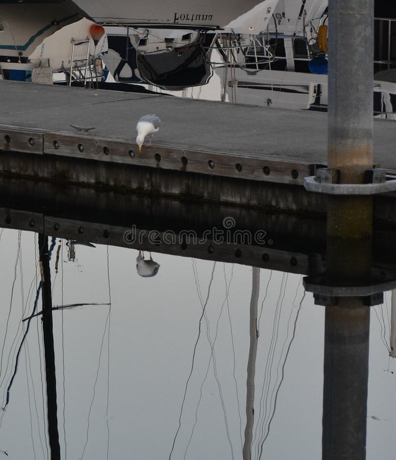Vertical Shot of a Seagull Looking at Its Reflect at the Pier Editorial ...