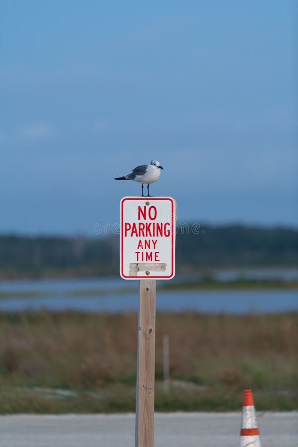 Vertical Shot of a Seagull Perched on a No Parking Sign Against a Blue ...