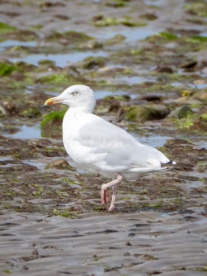 Vertical Shot of a Seagull on the Shore Stock Image - Image of gull ...
