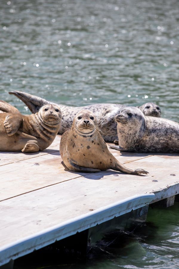 Vertical Shot of Seals on a Dock at a Harbor Stock Photo - Image of ...