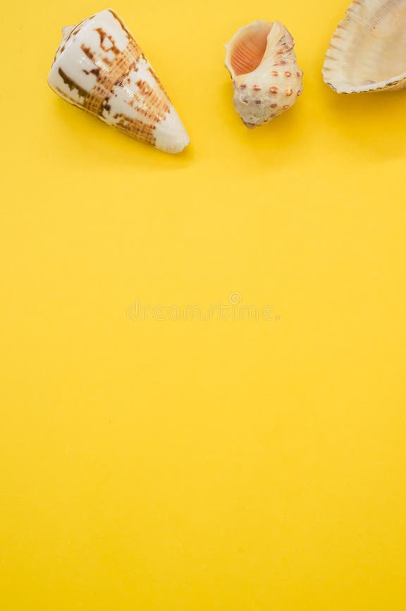 Vertical Shot of Seashells on a Yellow Surface Stock Photo - Image of ...