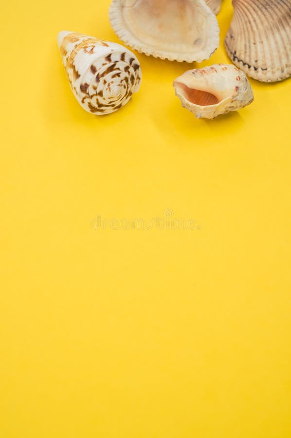 Vertical Shot of Seashells on a Yellow Surface Stock Image - Image of ...