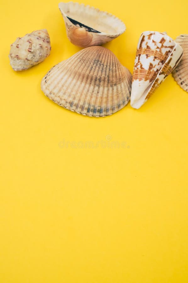 Vertical Shot of Seashells on a Yellow Surface Stock Image - Image of ...