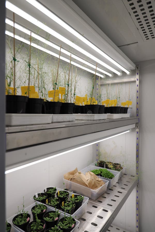 Vertical Shot of Seedlings on a Freezer in a Laboratory Stock Photo ...