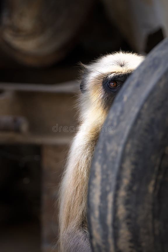 Vertical Shot of a Semnopithecus Dussumieri Monkey Peeking Behind the ...