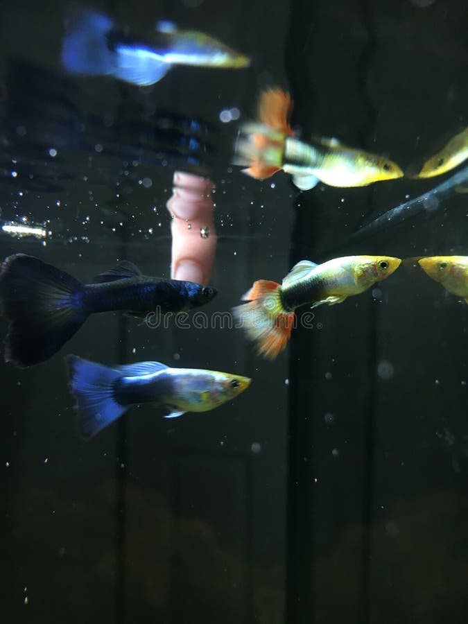 Vertical Shot of Several Colorful Fish in an Aquarium at Night Stock ...