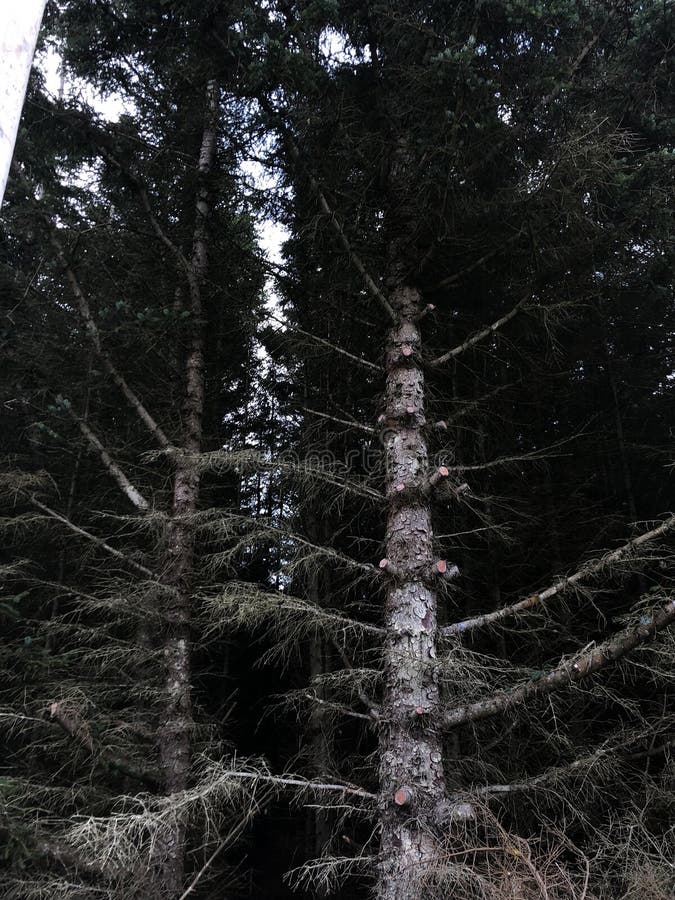 Vertical Shot of Several High Trees in the Forest Stock Photo - Image ...