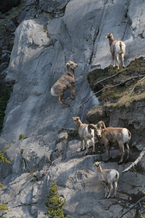 Vertical Shot of Several Rams on a Cliff in Banff and Jasper National ...