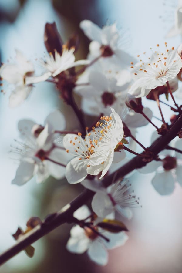 Vertical Shot of Several White Flowers on a Tree Branch Stock Image ...