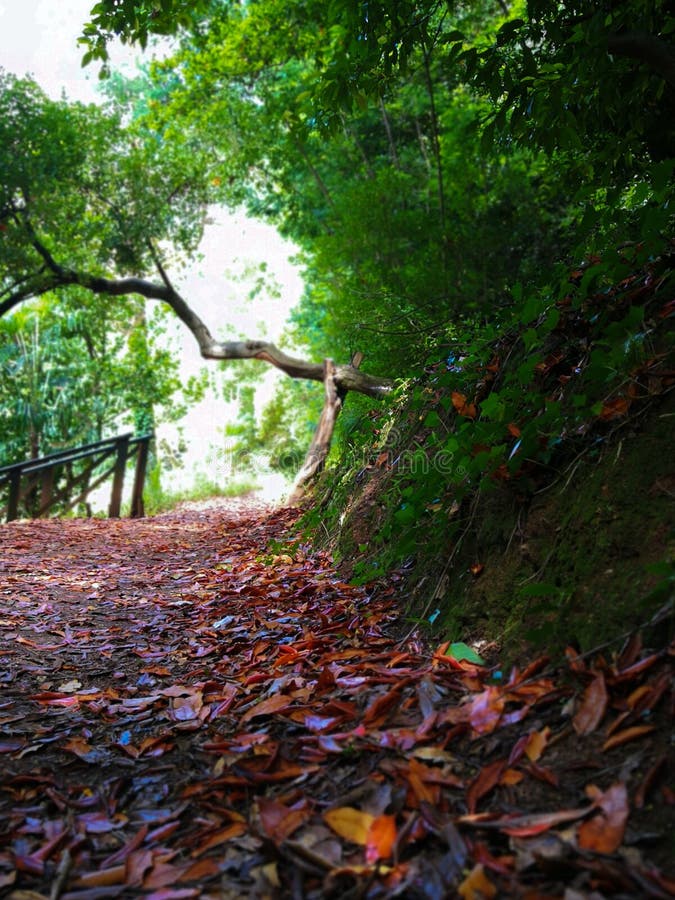 Vertical Shot of a Shadowed Sidewalk with Red Leaves on Ground and ...