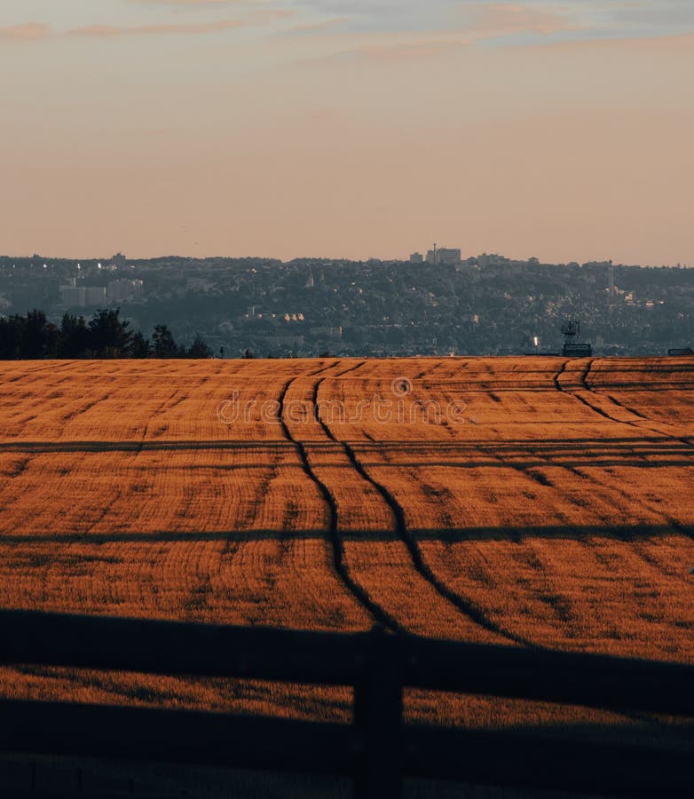 Vertical Shot of Shadows and Trails in a Field with Wheat Stock Image ...
