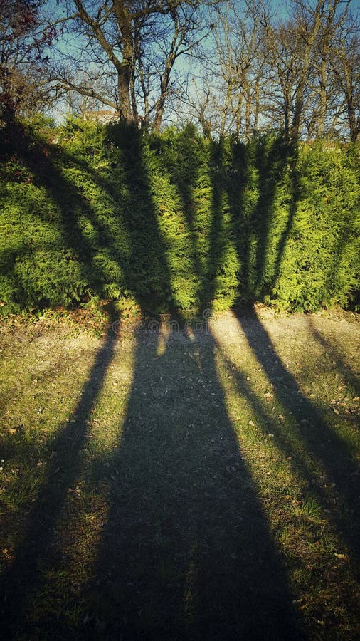 Vertical Shot of the Shadows of Trees on a Hedge Captured on a Sun ...