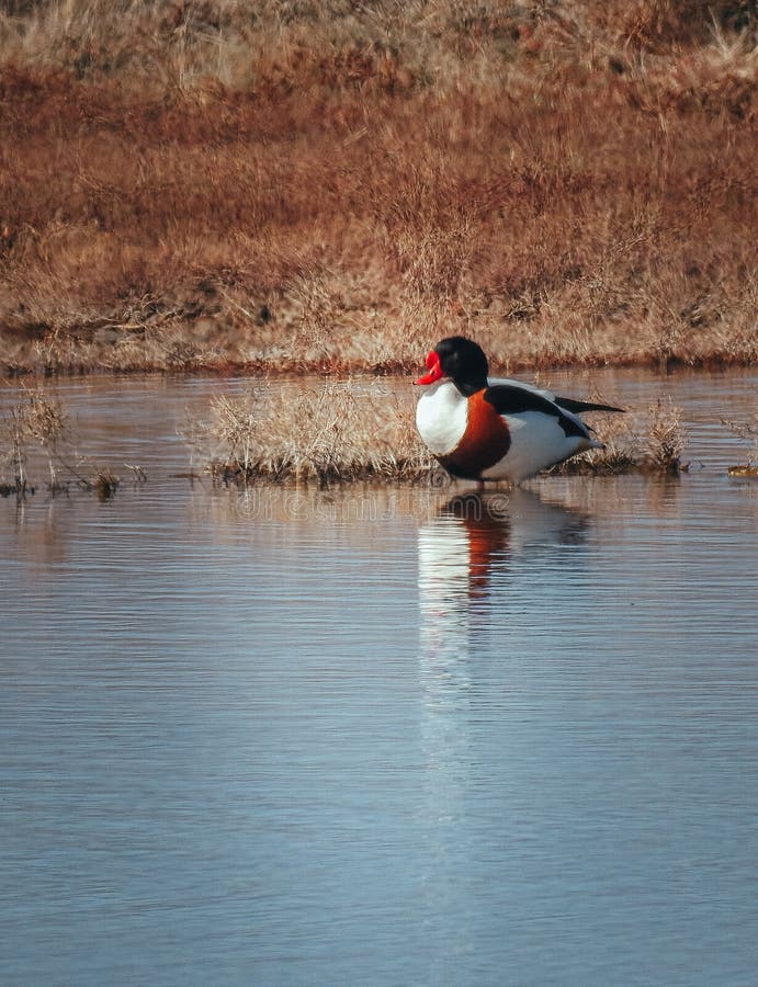 Vertical Shot of a Shelduck Standing in Water Stock Photo - Image of ...