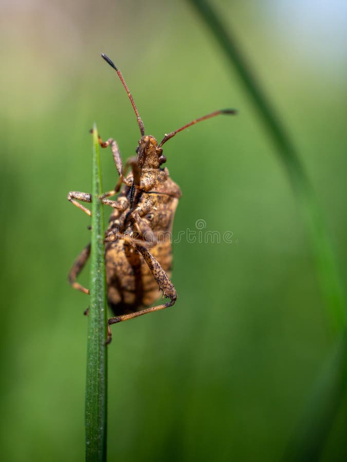 Vertical Shot of a Shield Bug on the Edge of a Green Leaf Stock Image ...