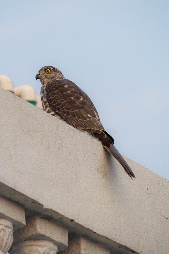 Vertical Shot of the Shikra Perched on the White Wall Stock Photo ...
