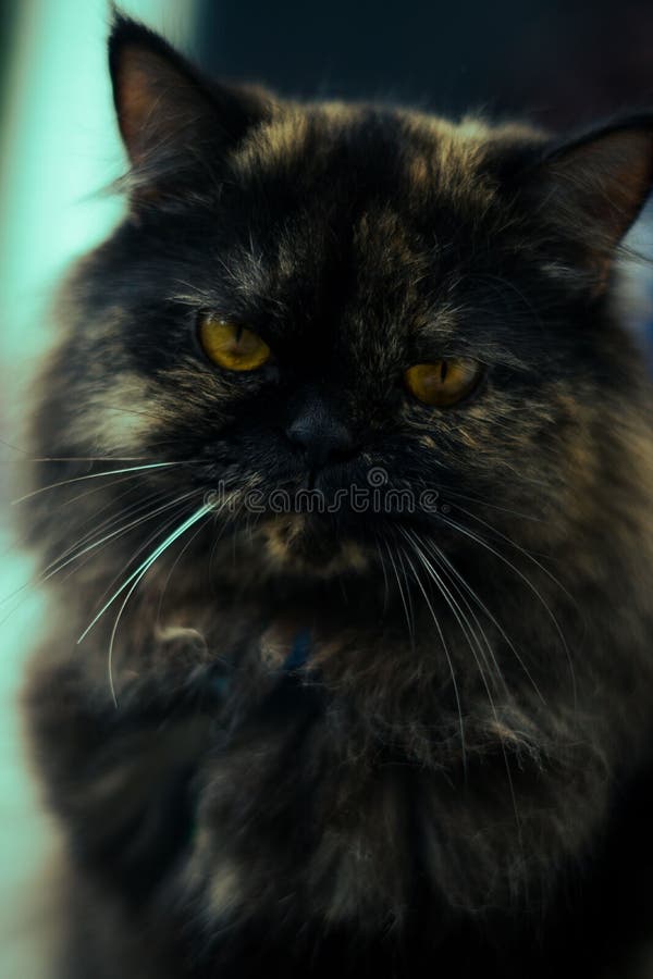 Vertical Shot of the Siberian Cat Stock Photo - Image of feline, mammal ...