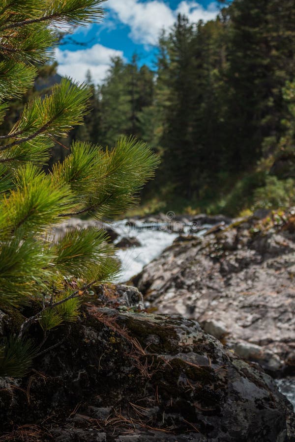 Vertical Shot of Siberian Dwarf Pine Branches (Pinus Pumila) Against ...