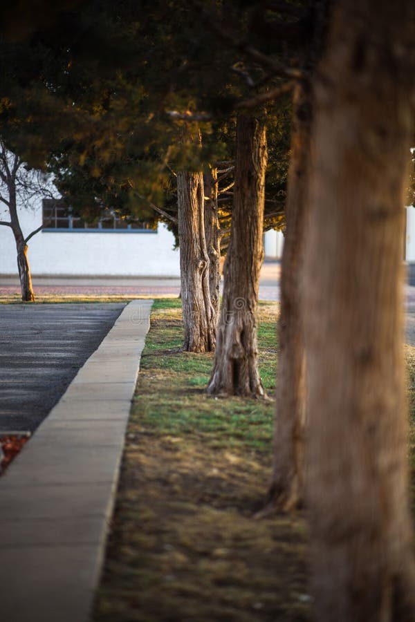 Vertical Shot of a Sidewalk Passing by Evergreen Trees Stock Image ...