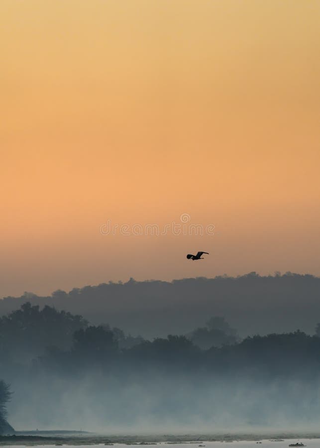 Vertical Shot of a Silhouette Bird Flying in the Sky with a Scenery of ...