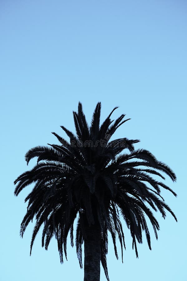 Vertical Shot of a Silhouette of a Palm on a Blue Background - Perfect ...