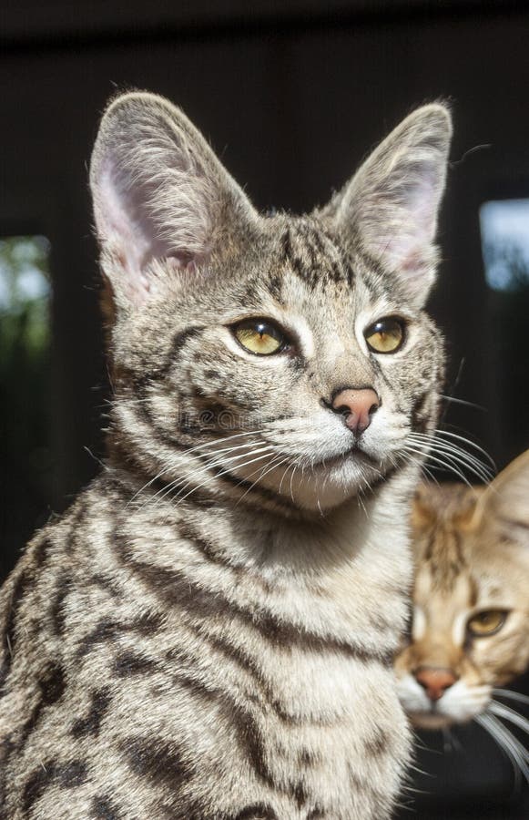 Vertical Shot of a Silver F1 Savannah Cat Stock Image - Image of serval ...
