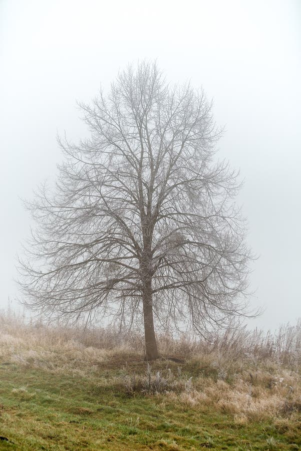 Vertical Shot of a Single Bare Tree Captured a Misty Weather Stock ...