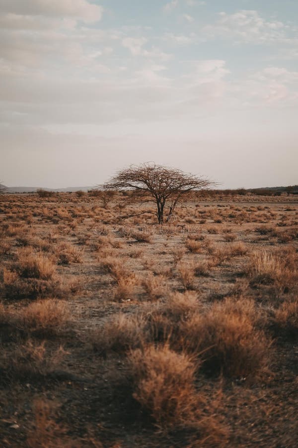 Vertical Shot of a Single Dry Tree on a Kenyan Meadow Stock Image ...