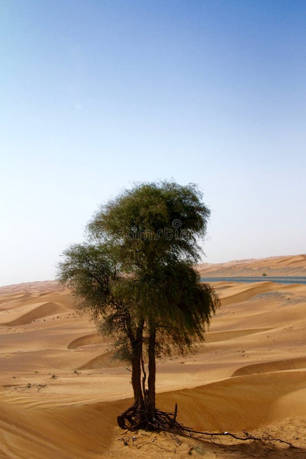 Vertical Shot of a Single Green Tree in a Desert in Dubai, UAE Stock ...