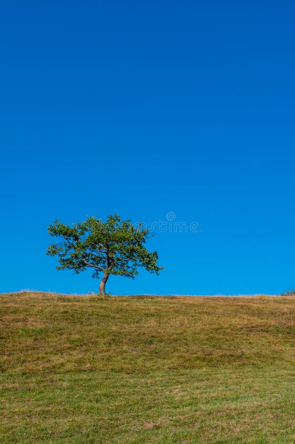 Vertical Shot of a Single Lonely Tree on a Field Under the Clear Blue ...