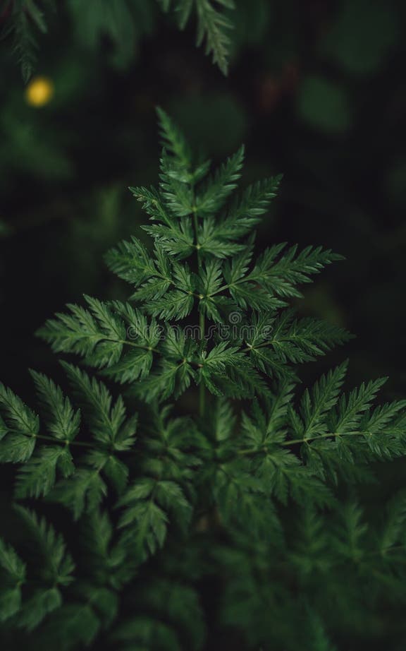 Vertical Shot of a Single Poison Hemlock Leaf Illuminated in a Dim ...