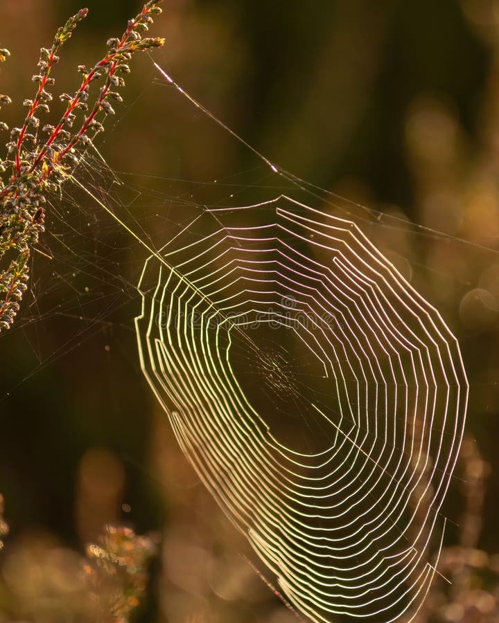 Vertical Shot of a Single Spider Web Suspended from Flowers Stock Photo ...
