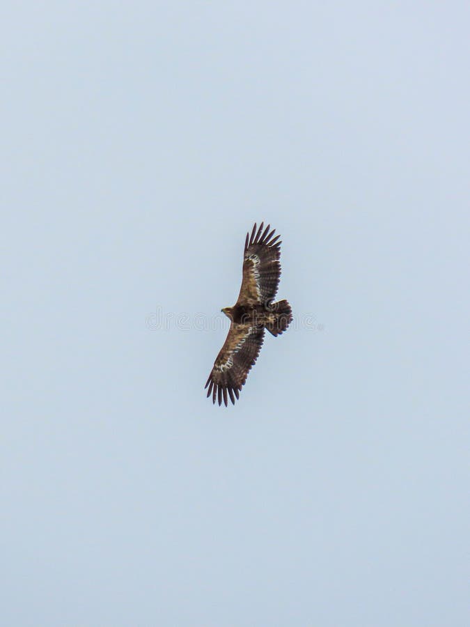 Vertical Shot of a Single Steppe Eagle Flying in a Blue Sky Stock Image ...