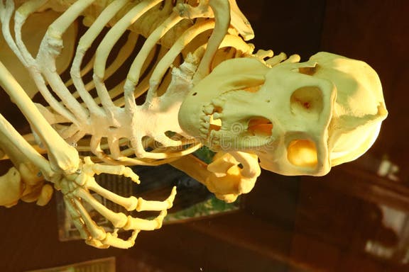 Vertical Shot of the Skeleton of a Monkey Stock Image - Image of black ...