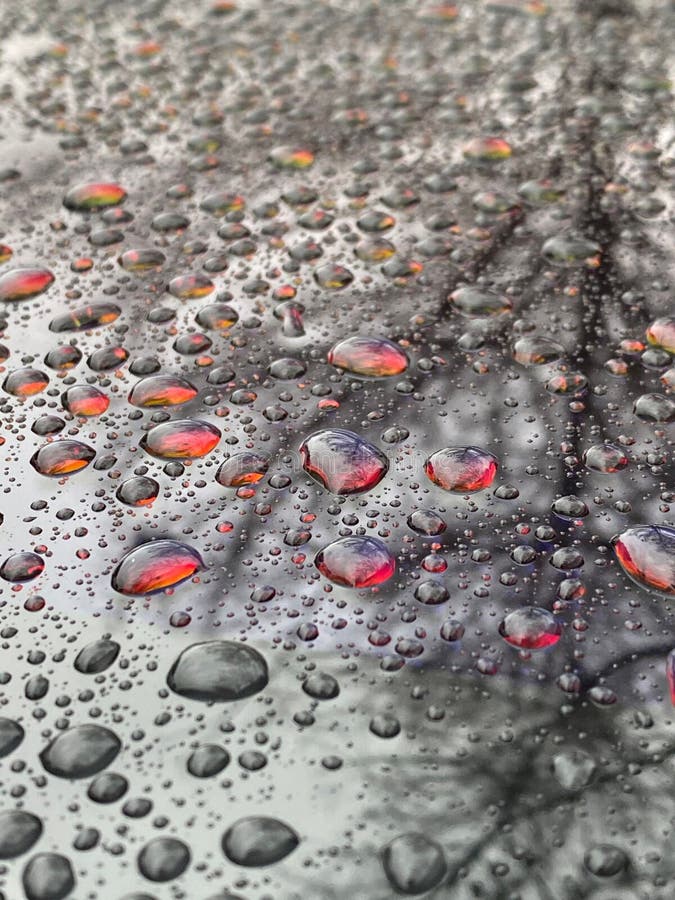 Vertical Shot of the Sky and Trees Reflected on Raindrops Stock Photo ... Vertical Shot of the Sky and Trees Reflected on Raindrops Stock Photo ...
