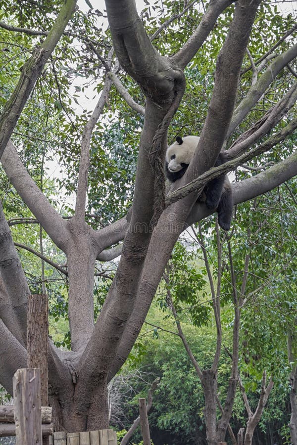 Vertical Shot of a Sleeping Panda Stock Photo - Image of bear, animal ...