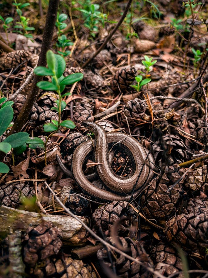 Vertical Shot of a Slow Worm on the Fallen Pine Tree Cones Stock Image ...