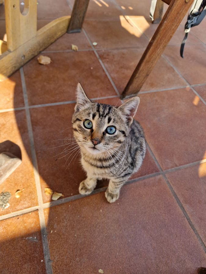 Vertical Shot of Small Cat Sitting on Ground and Looking at the Camera ...