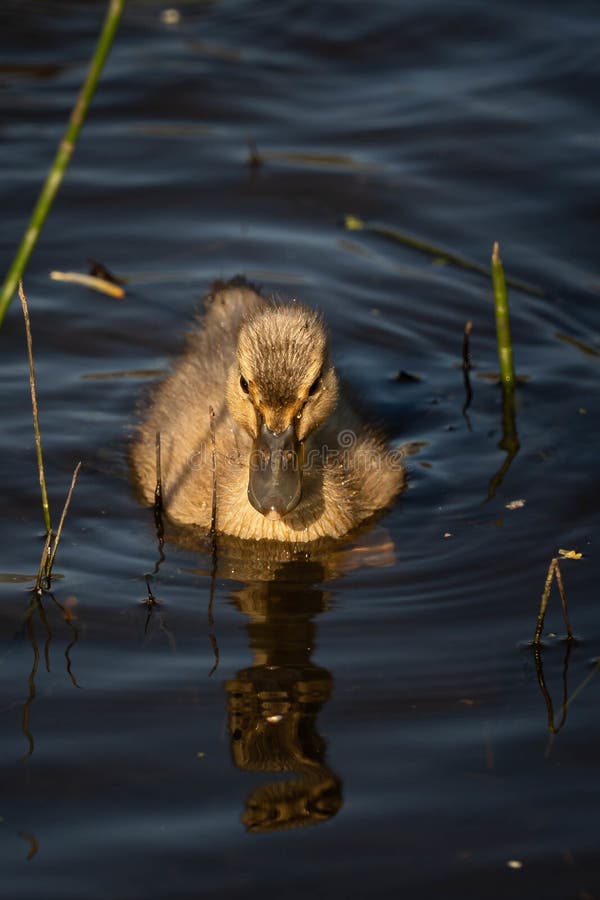 Vertical Shot of a Small Duck Looking at His Own Reflection in the Lake ...